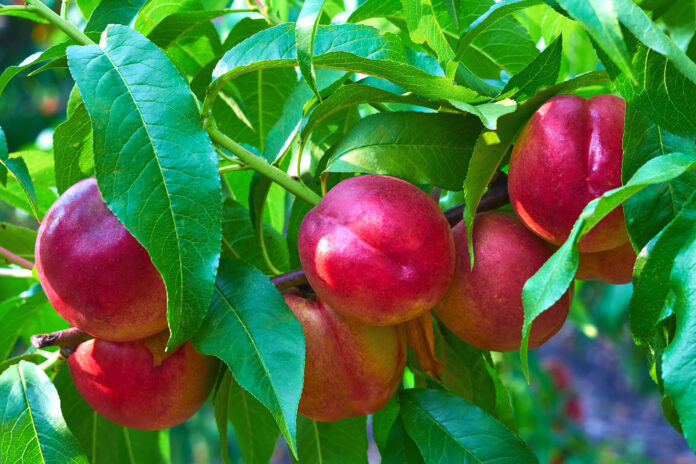 Bear the Best Fruit: 10 Self-Fertile Fruit Trees You Can Grow in Your ...