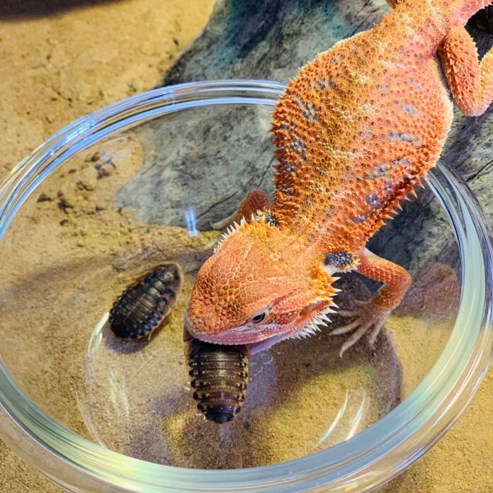 Dubia Roaches: The Better Food for Your Pet Lizard - 2022 Guide - Akt ...